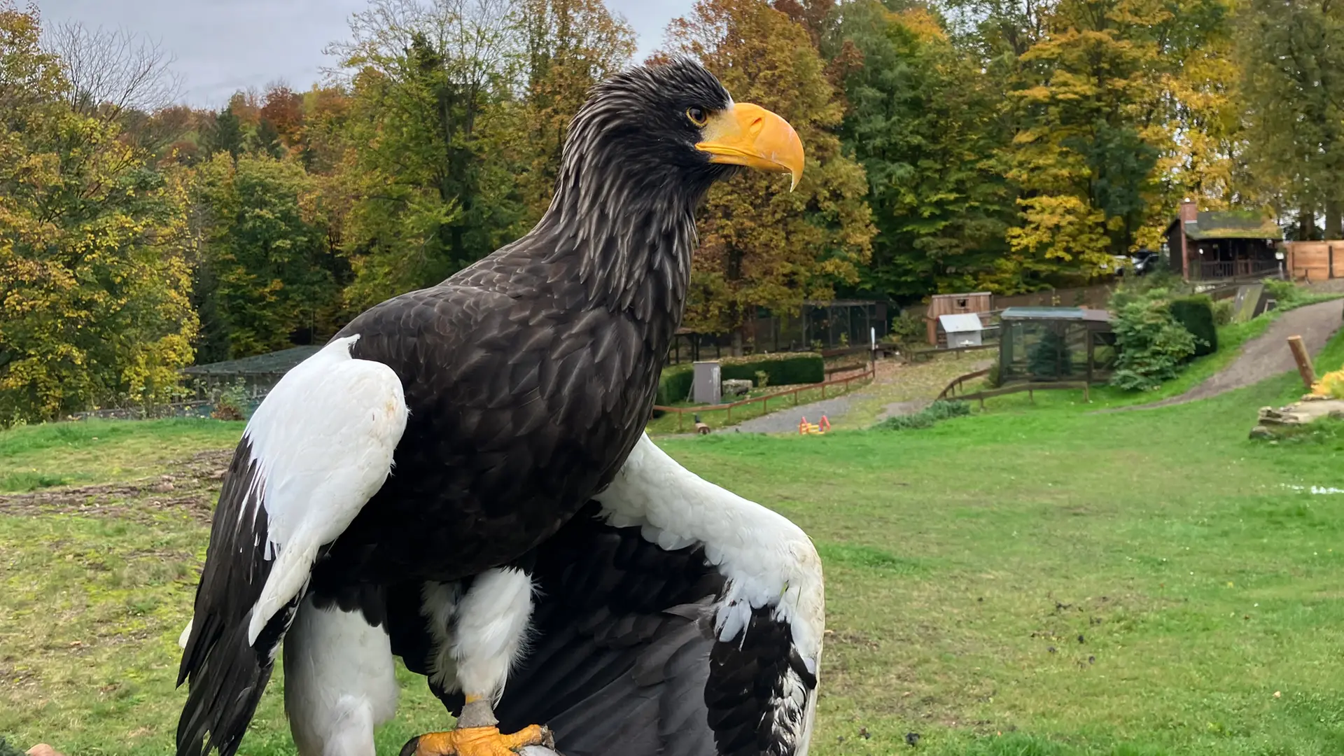 Ausgebüxter Riesenseeadler "Alaska" ist wieder da | ndr.de