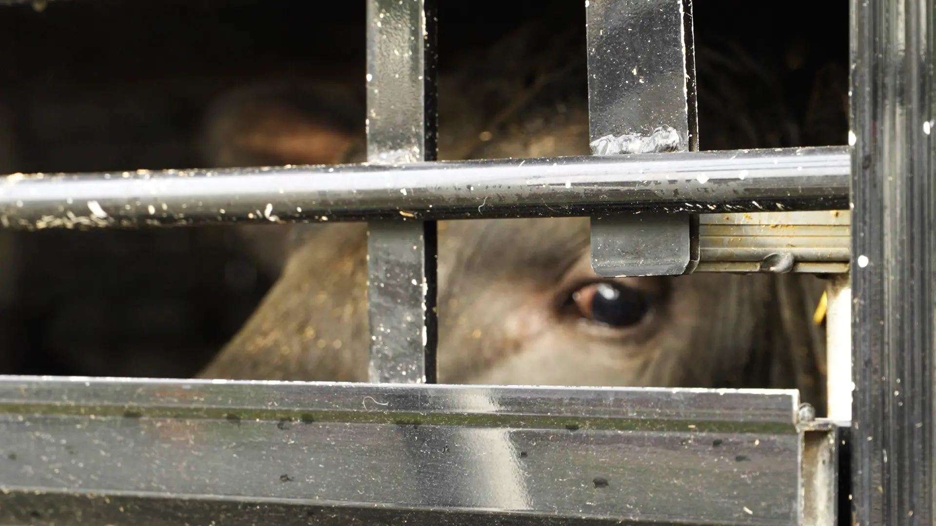 Achtung Tiertransport - Lange Wege auf den Teller | ndr.de