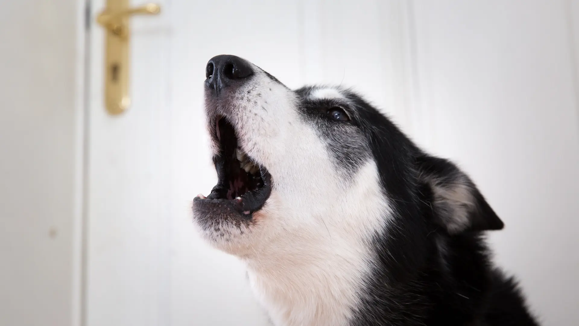 "Werwolf-Syndrom" bei Hunden: Tierärzte warnen vor Kauknochen | ndr.de