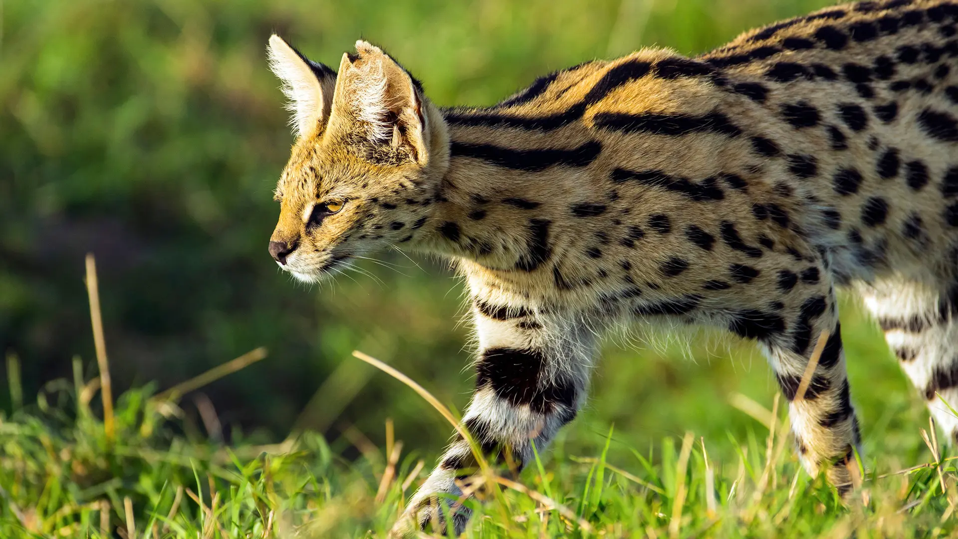 Kleine Raubkatze aus Afrika in der Nähe von Schwaan gesichtet | ndr.de
