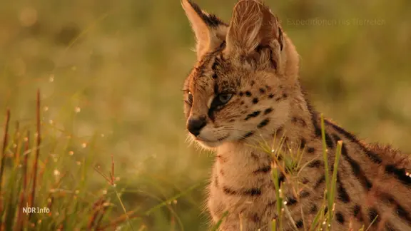 Video bokep indo terlengkap the ratings and photos looked