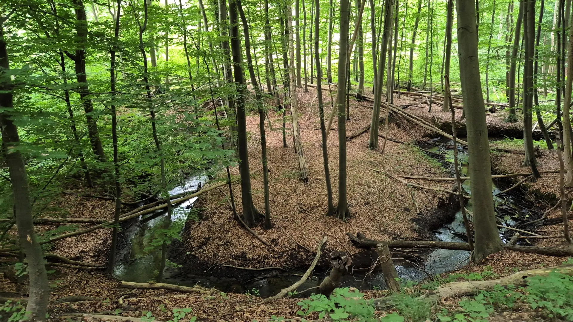 Entspannen und bewegen: Bad Doberan hat einen Heilwald | ndr.de