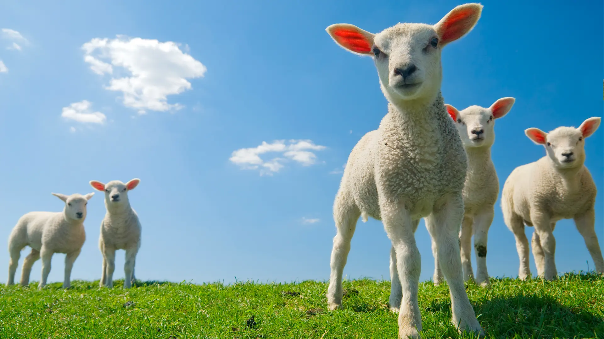 Frühlingszeit ist Lämmerzeit | ndr.de