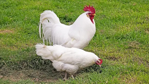 Diese zehn Hühnerrassen eignen sich gut für Anfänger | ndr.de
