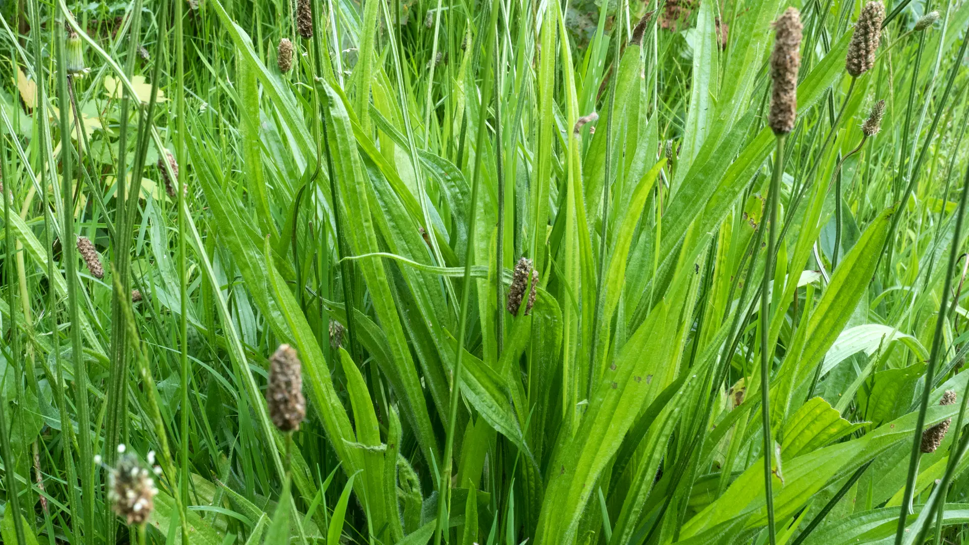 Spitzwegerich: Welche Wirkung hat die Heilpflanze? | ndr.de