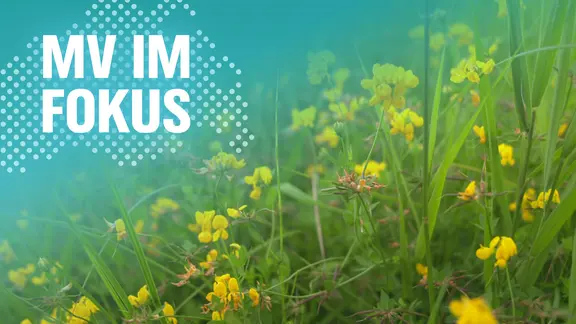 Eine mit Gras bewachsenes Moor mit vielen gelben Blumen
