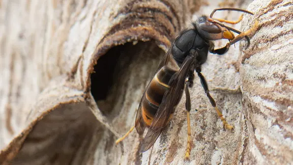 Itzehoe: Sanierung Wenzel-Hablik Museum wird teurer | ndr.de