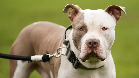 Lohne: Hund tötet Halter - was passiert mit dem Tier? | ndr.de