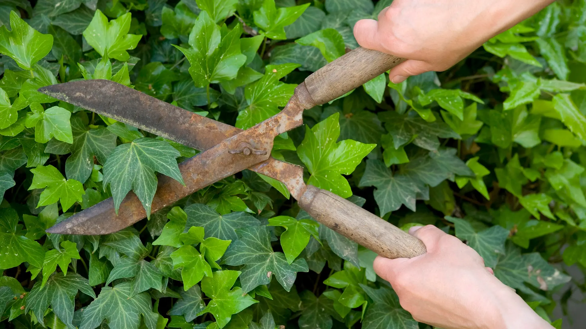Abos - das Efeu der digitalen Welt | ndr.de