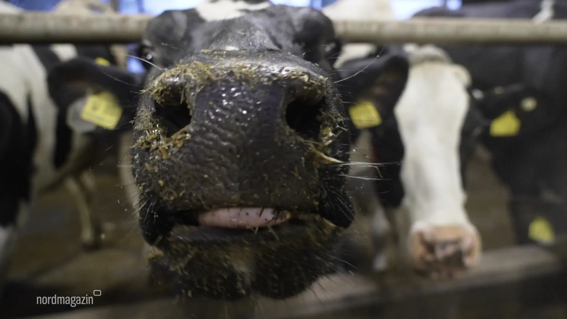 Wie verkraften Bauern den Preissturz bei Milch und Butter? | ndr.de