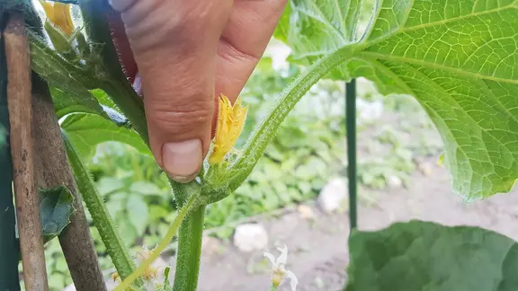 Verwunderlich Seitentriebe Gurken Ausgeizen Bilder Bild