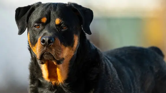 Bokep luncah visits a while, then both strip to lingerie