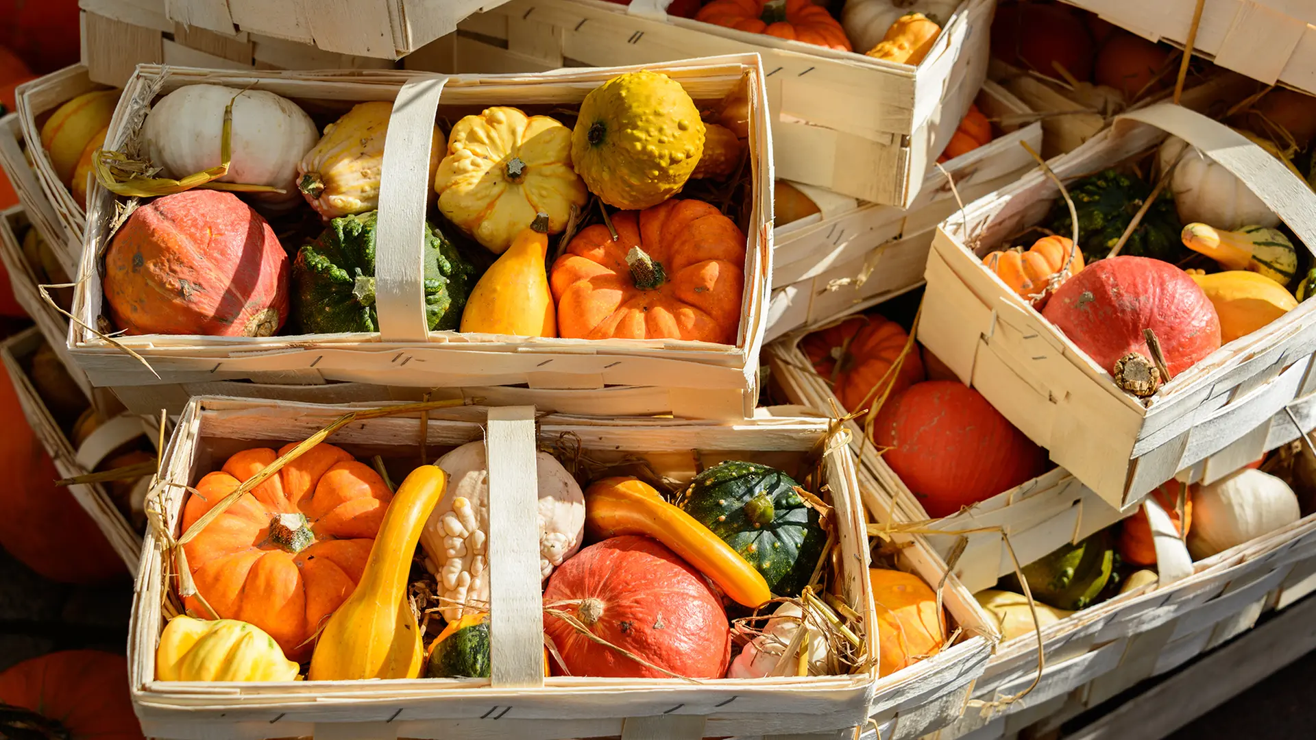 MV feiert Landeserntedankfest 2025 in Wismar und auf Poel | ndr.de