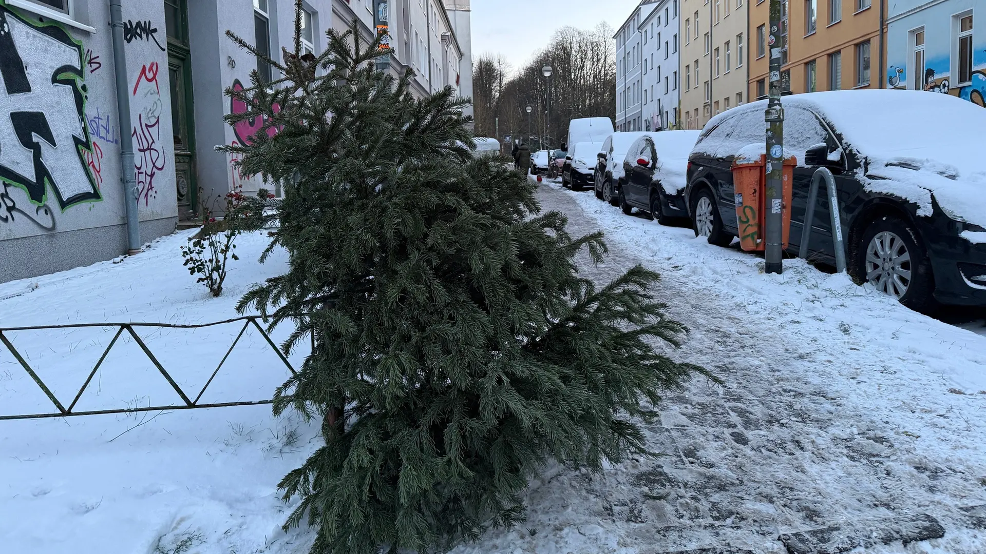 Region Rostock: Abholung ausgedienter Weihnachtsbäume startet | ndr.de