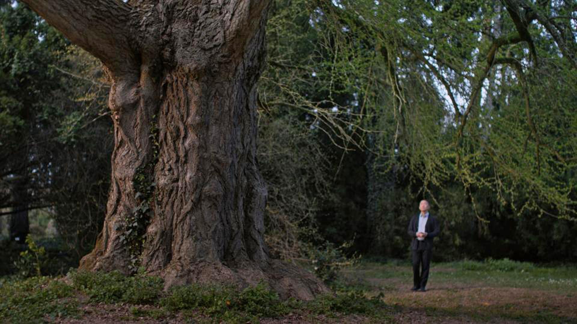 "Silent Friend": Wenn ein Baum zur Leinwandheldin wird - Worldnews.com