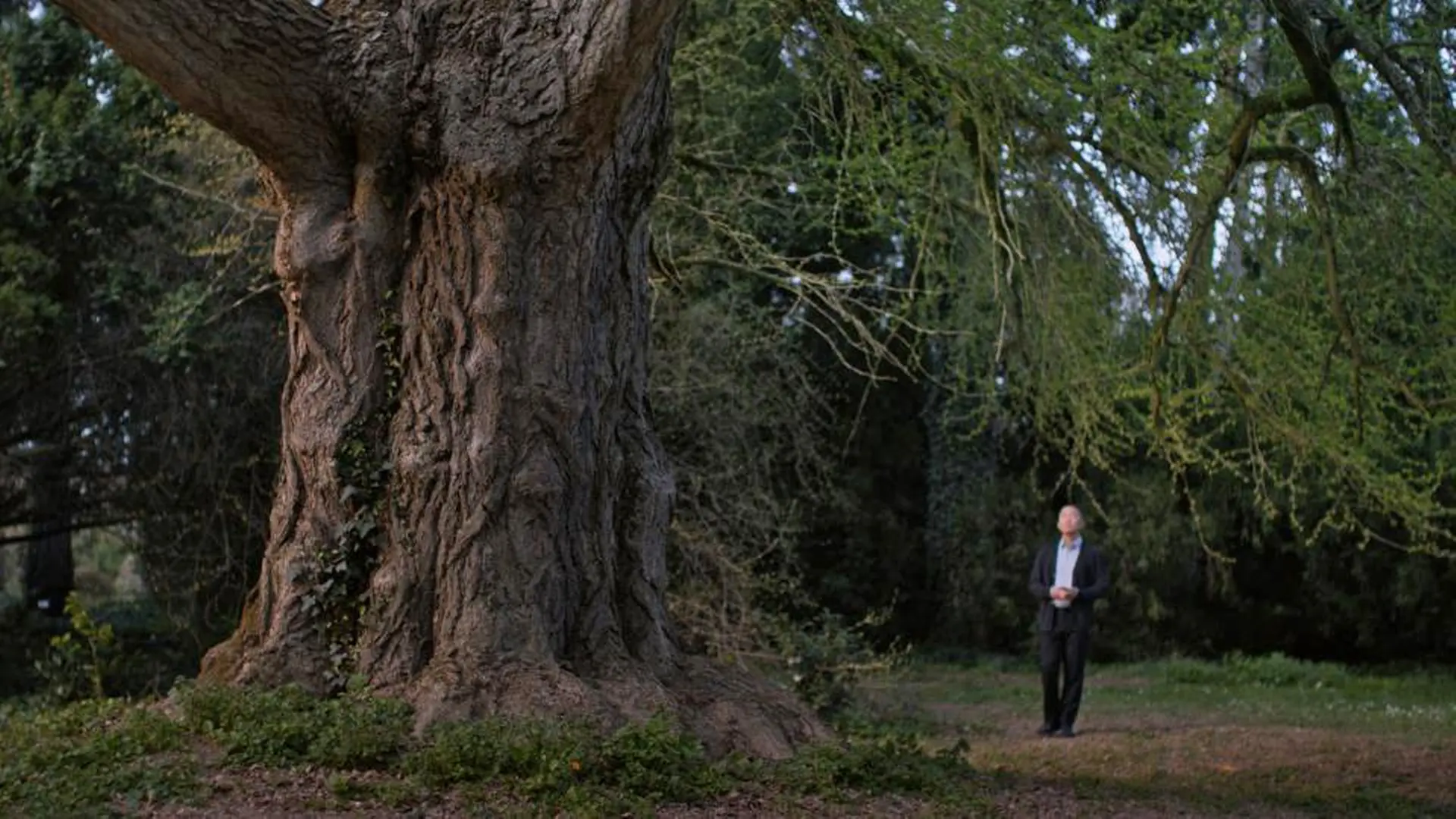 "Silent Friend": Wenn ein Baum zur Leinwandheldin wird | ndr.de