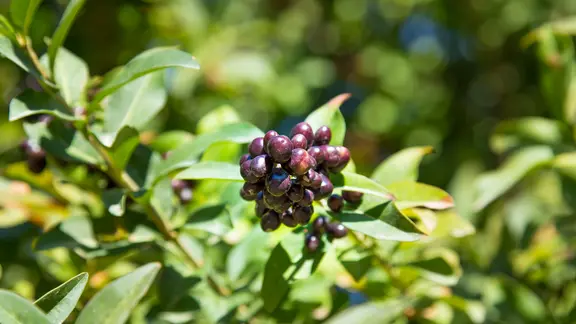 Liguster richtig pflanzen, pflegen und schneiden | ndr.de
