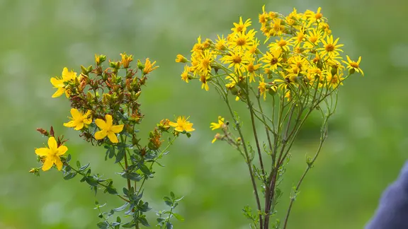 Jakobskreuzkraut Johanniskraut Verwechslung