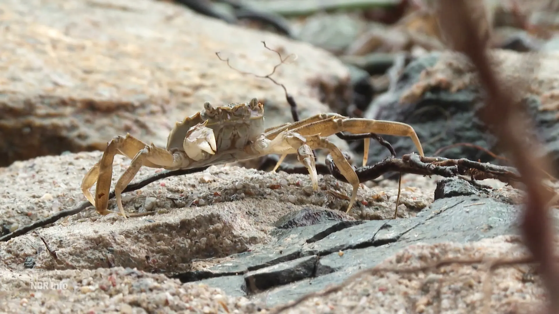 Kaum noch Wollhandkrabben in der Elbe | ndr.de