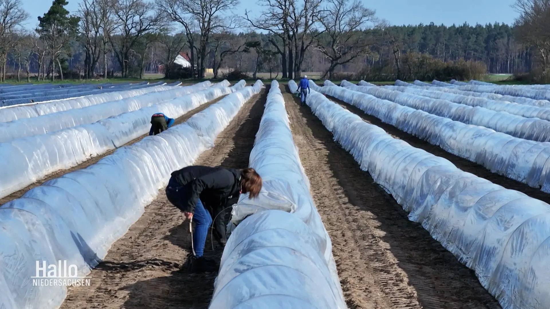 Spargelernte zu Ostern: Saisonstart im Spargel-Land Niedersachsen | ndr.de