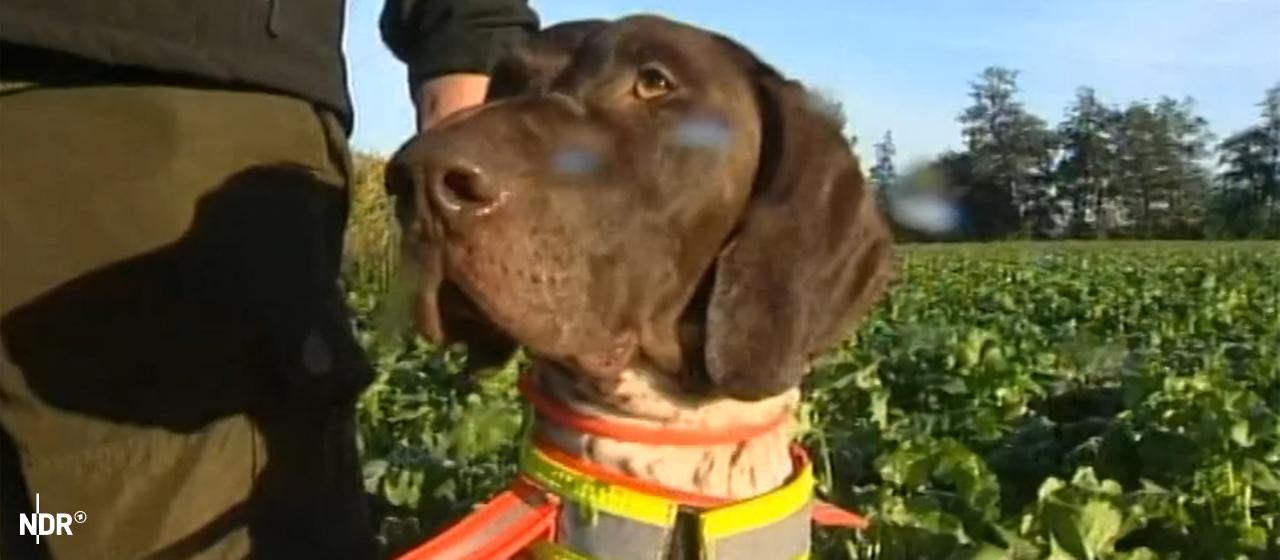 Aujeszky-Virus: Vier Jagdhunde nach Wildschweinkontakt gestorben ...