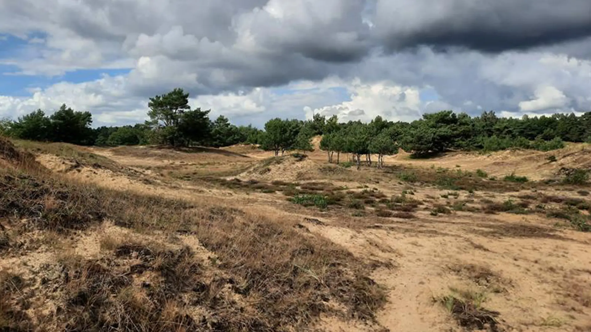 Bagger für die Natur: Dünenlandschaft Nordoe wird freigelegt | ndr.de