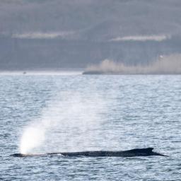 Ostsee-Wal vor Poel: Transport-Schute soll heute eintreffen | tagesschau.de