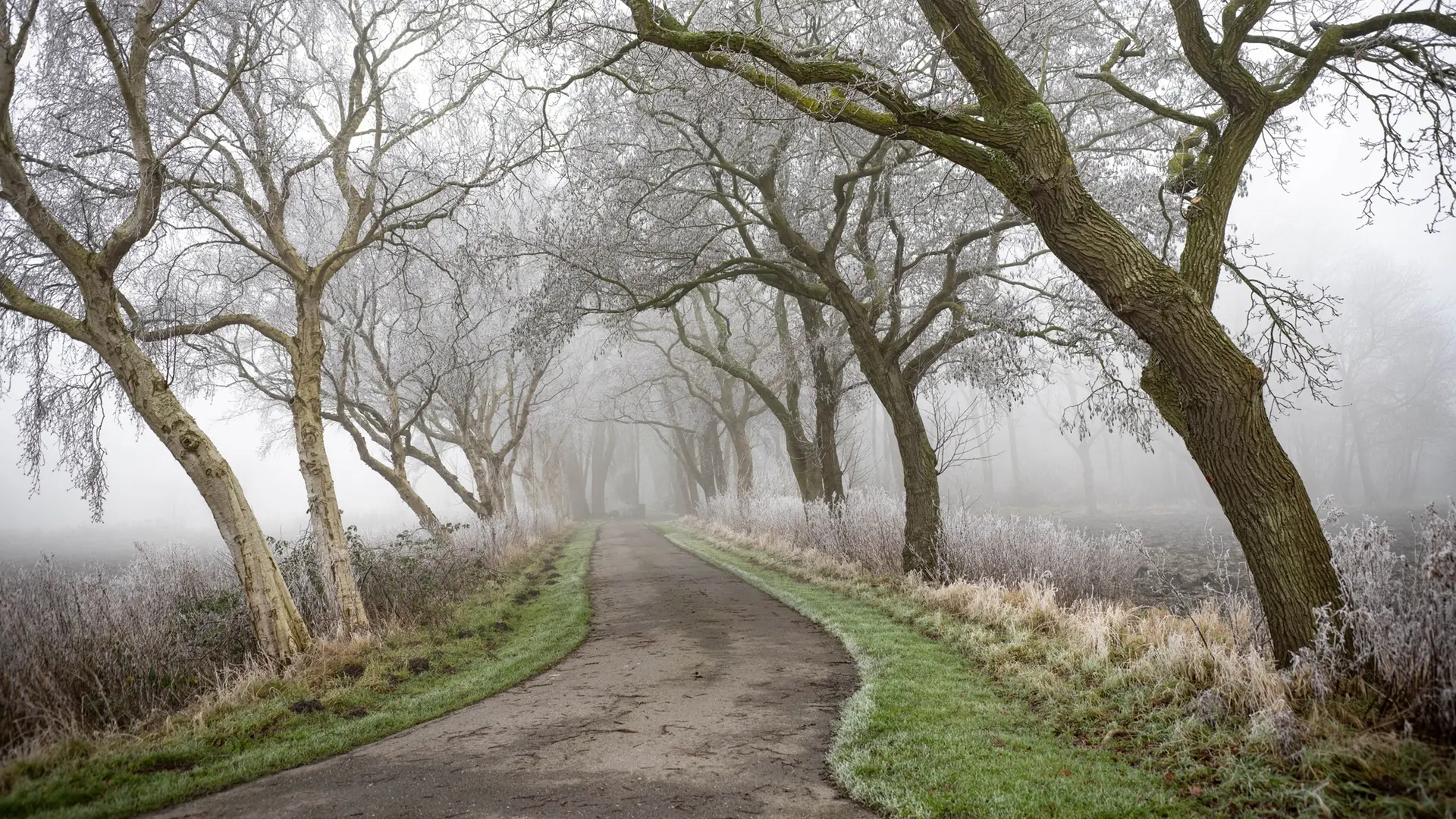 Ausgezeichnet: Die schönste Allee ist in Ostfriesland | ndr.de