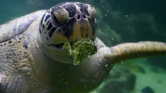 Niedersachsens Kabinett im Porträt: Finanzminister Gerald Heere | ndr.de