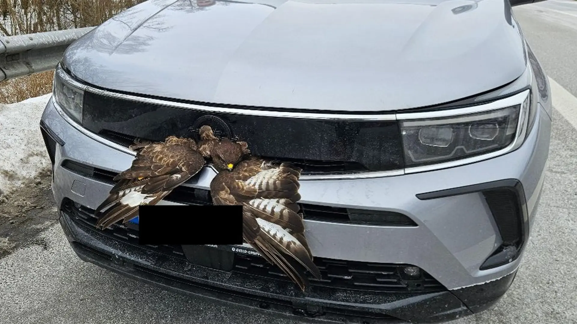 Greifvogel nach Kollision auf A20 aus Kühlergrill befreit | ndr.de