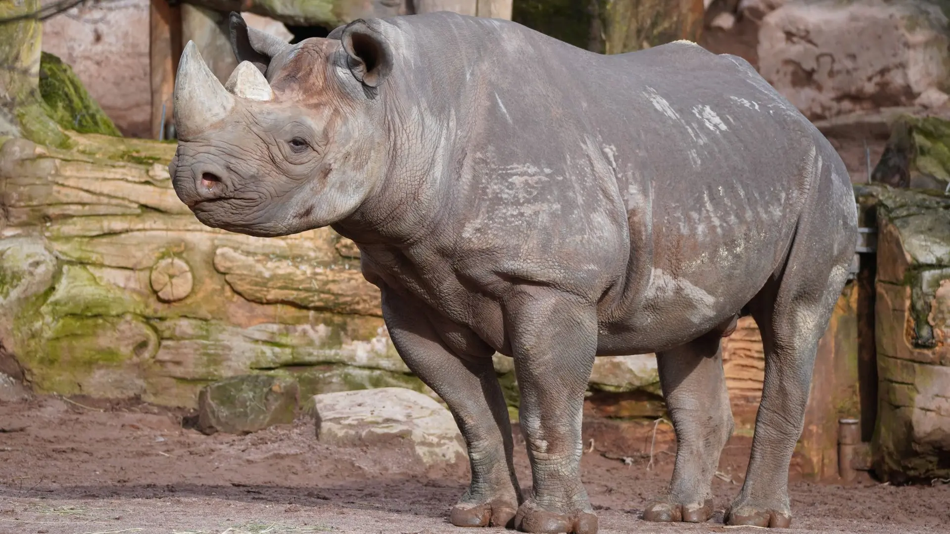 Für Nachwuchs: Nashorn "Nasor" zieht in Zoo Hannover ein | ndr.de