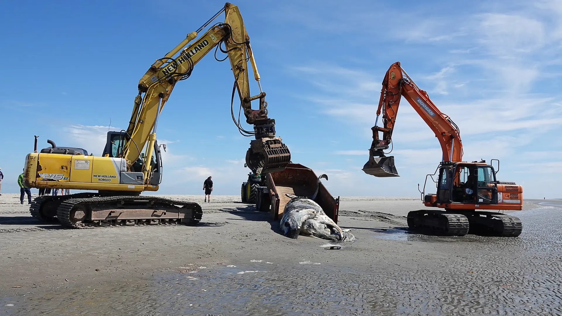 Buckelwal Am Strand Von Spo Entdeckt Ndr De