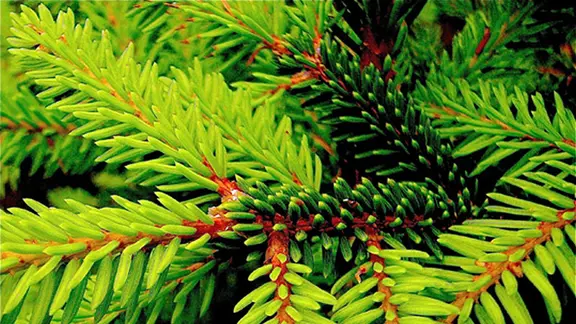 Itzehoe Eagles: Siegesserie hält weiter an | ndr.de