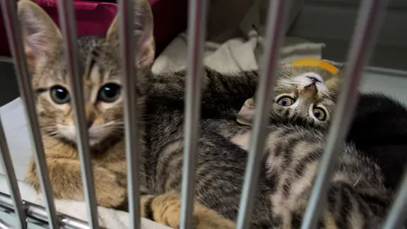Messerangriff auf Klinikpersonal: 23-Jähriger kommt in Psychiatrie | ndr.de
