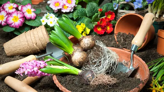 Tulpen pflegen - als Schnittblume und im Beet | ndr.de