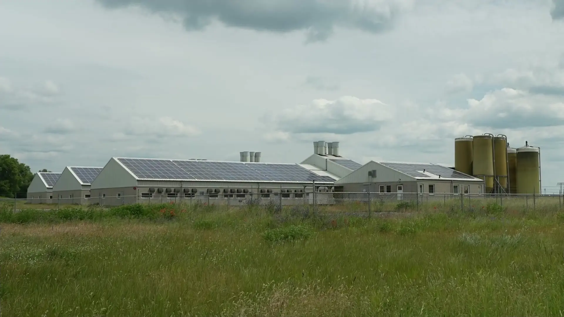 Schweinepest in MV: 3.500 Tiere getötet | ndr.de