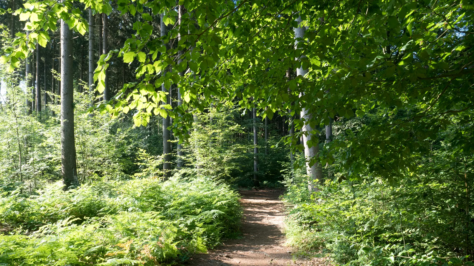 Sachsenwald: Die Natur bei einem Spaziergang erleben | ndr.de