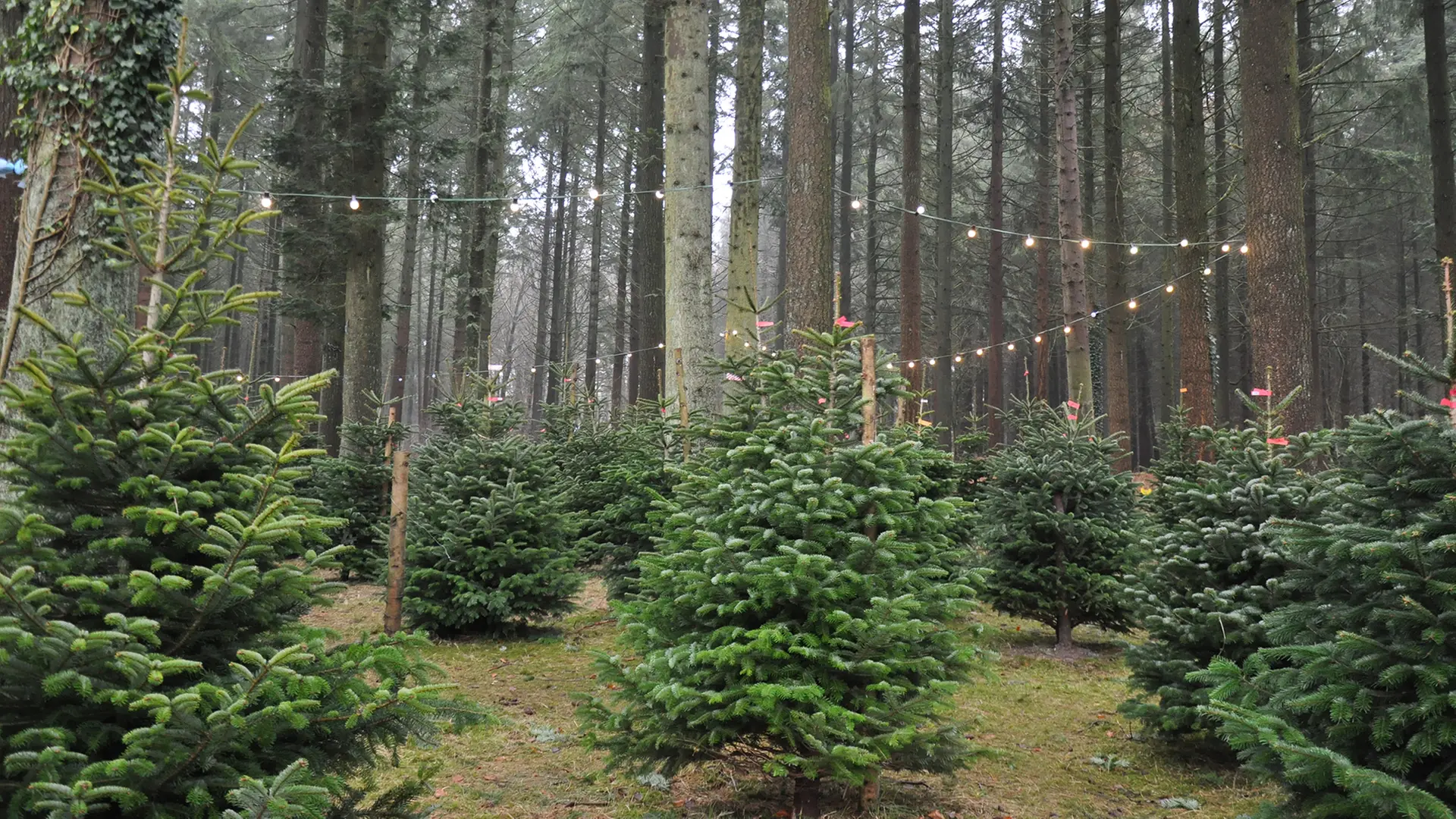 Leichter Preisanstieg: Das kosten Weihnachtsbäume im Norden | ndr.de